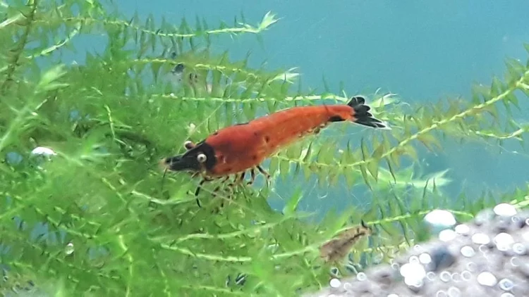 Canada Shipping for Live Aquarium Cherry Shrimps & Caridina Shrimps