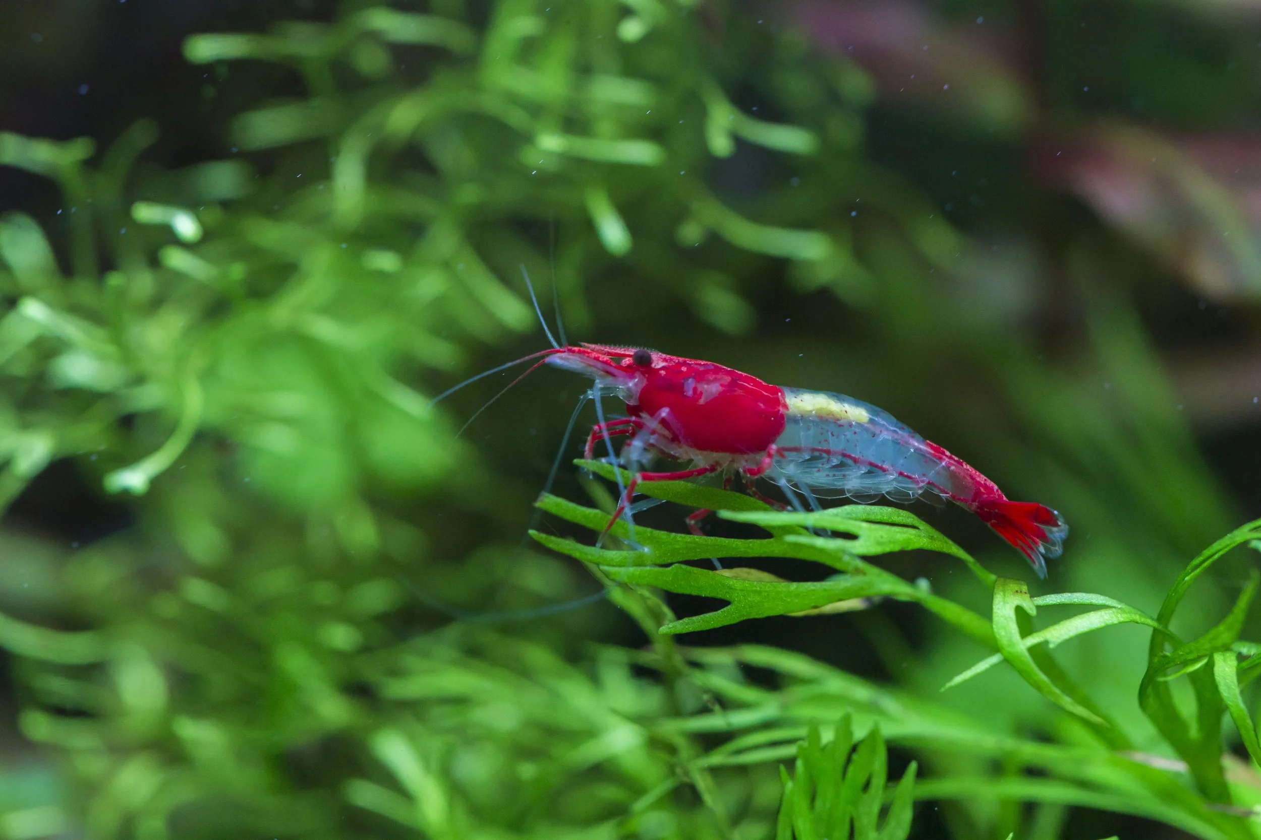 Canada Shipping for Live Aquarium Cherry Shrimps & Caridina Shrimps