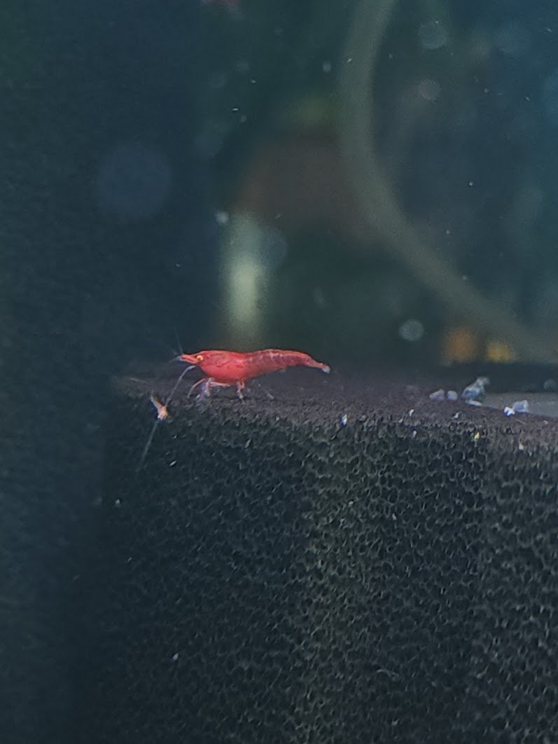 Canada Shipping for Live Aquarium Cherry Shrimps & Caridina Shrimps