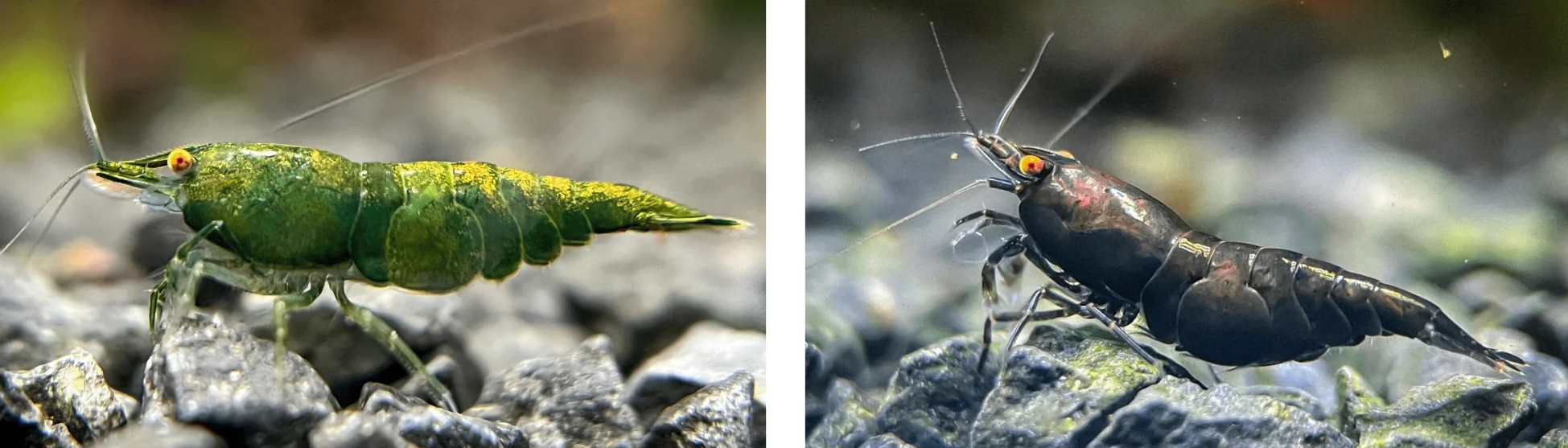 Canada Shipping for Live Aquarium Cherry Shrimps & Caridina Shrimps