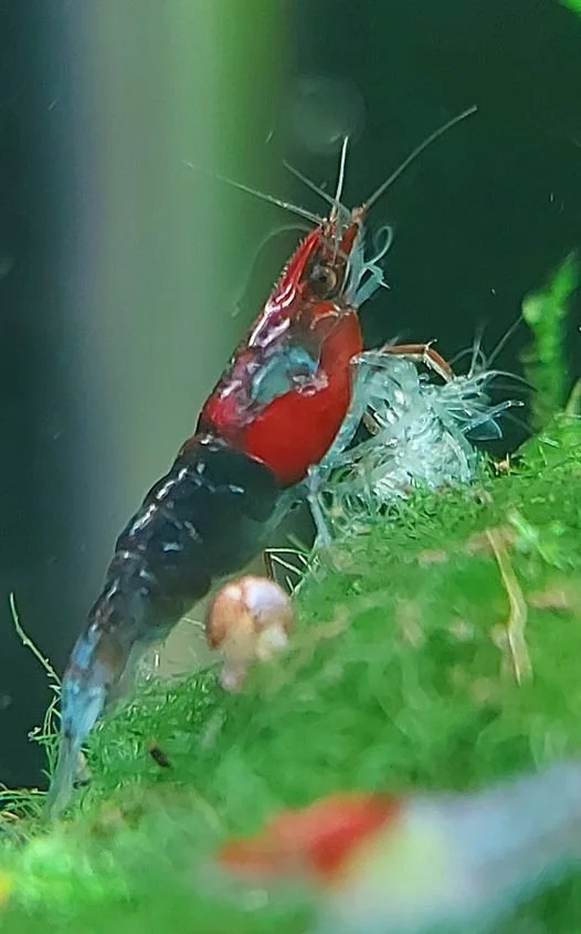 Canada Shipping for Live Aquarium Cherry Shrimps & Caridina Shrimps