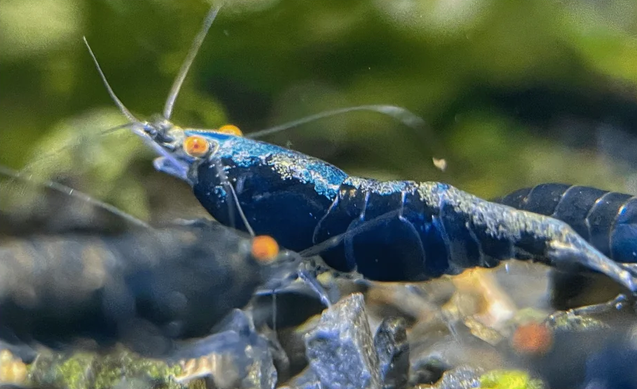 Canada Shipping for Live Aquarium Cherry Shrimps & Caridina Shrimps