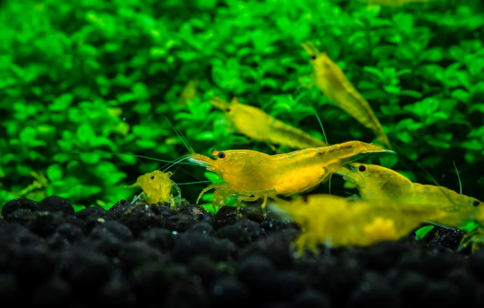 Canada Shipping for Live Aquarium Cherry Shrimps & Caridina Shrimps