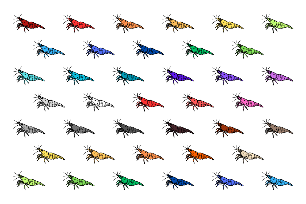 Canada Shipping for Live Aquarium Cherry Shrimps & Caridina Shrimps