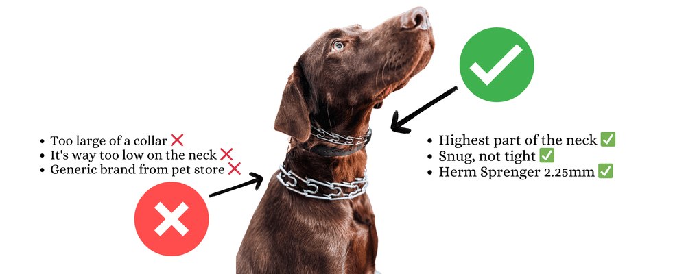 Prong Collars for Dogs: Safe, Effective Training & Buying Guide — KANE9 ...