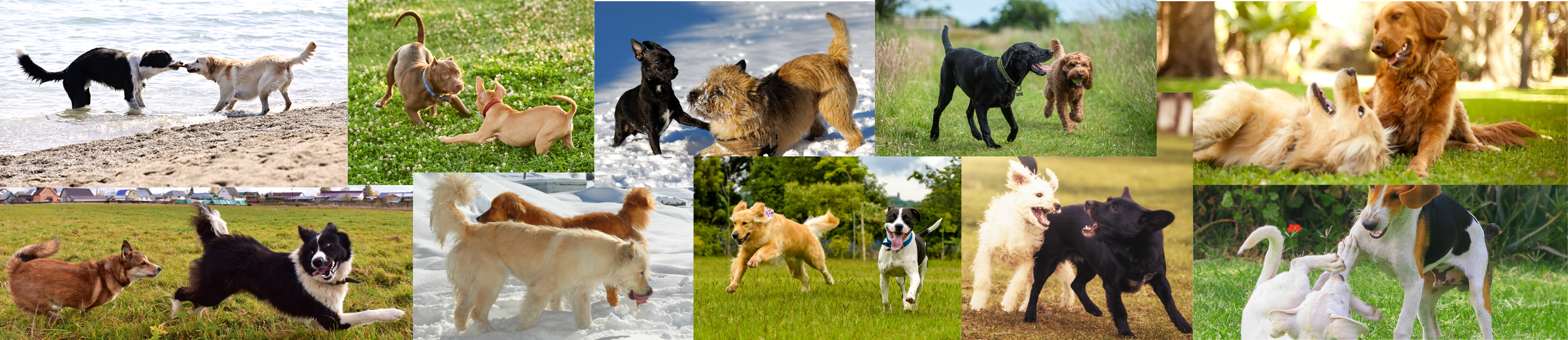 Appropriate Play Between Dogs — KANE9 Dog Training & Advocacy