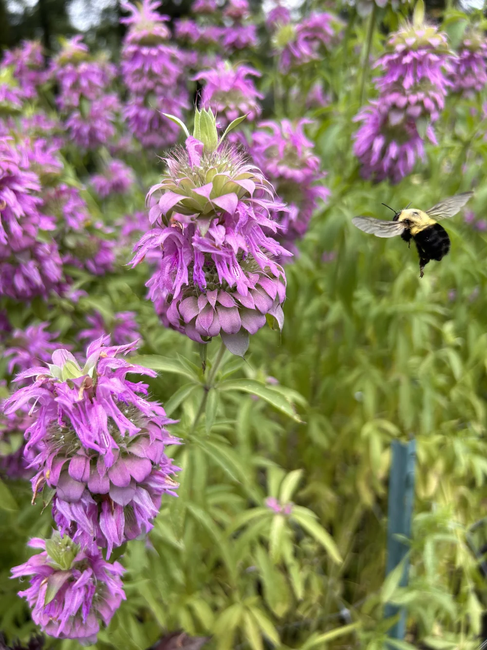 Durham Flower Farm
