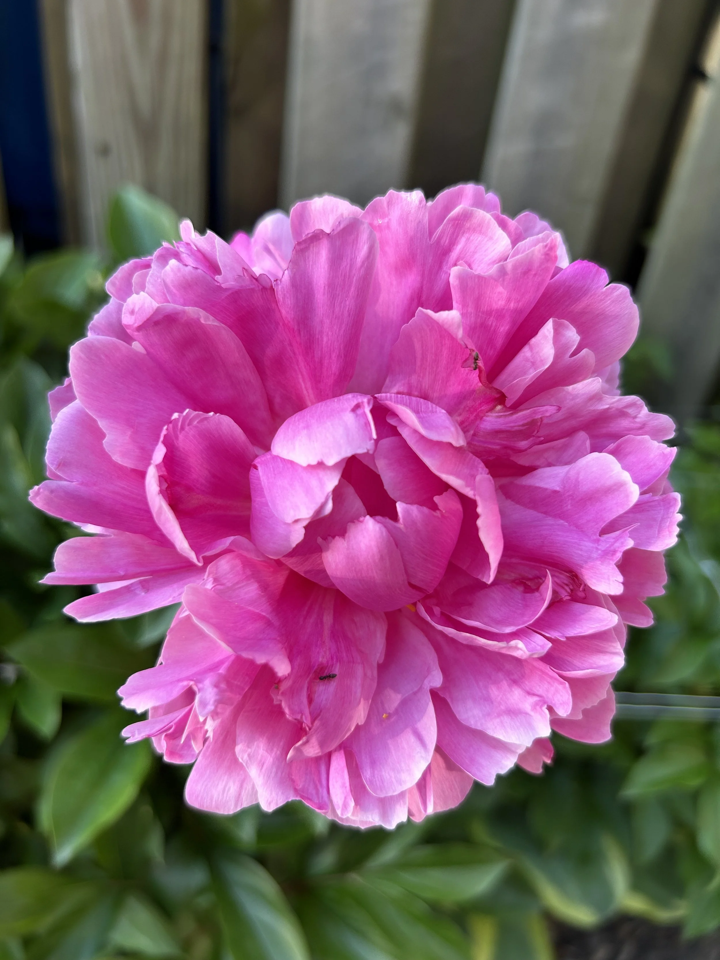 Durham Flower Farm