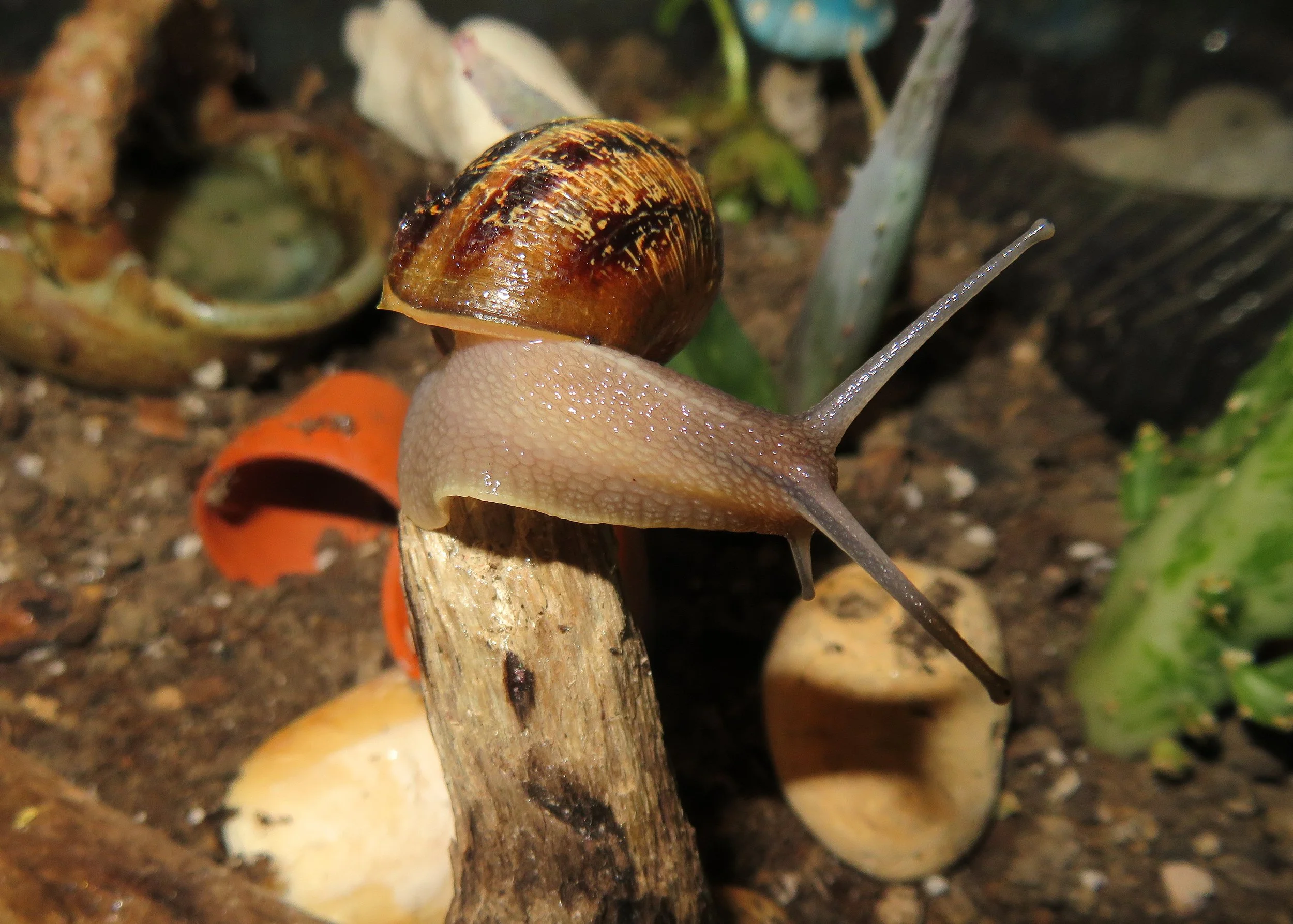 The Slow Adventure — Jane Schmidt