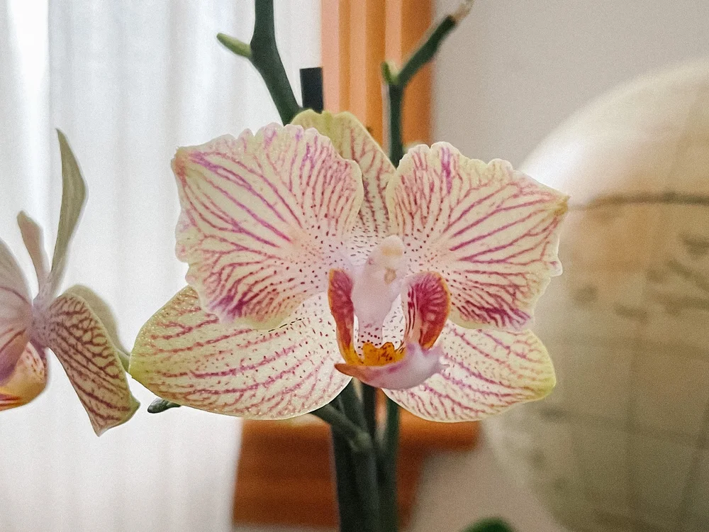 Becoming Writers Who Write the Truth Beautifully — Lara d'Entremont