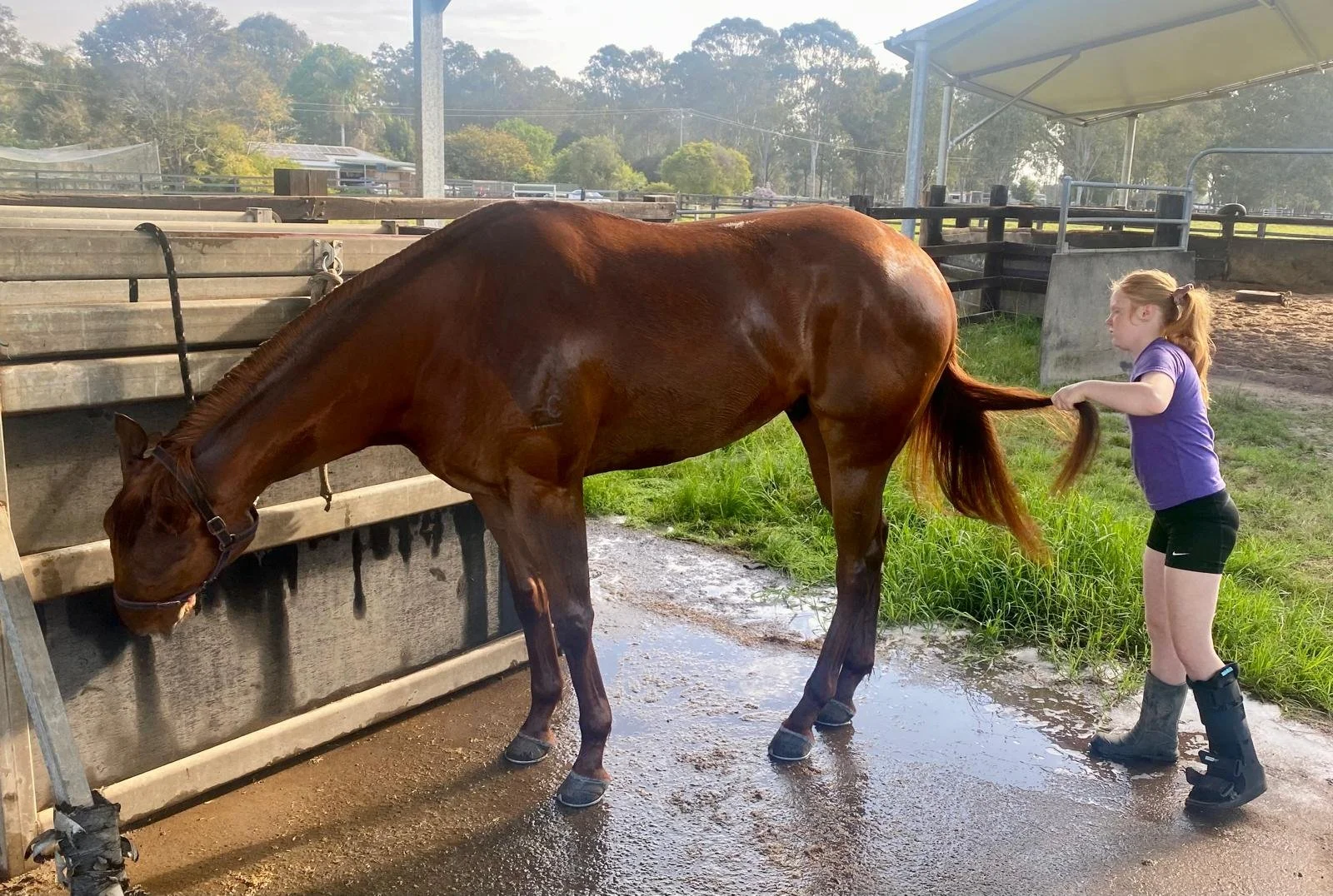 Glenthorne Park Thoroughbreds