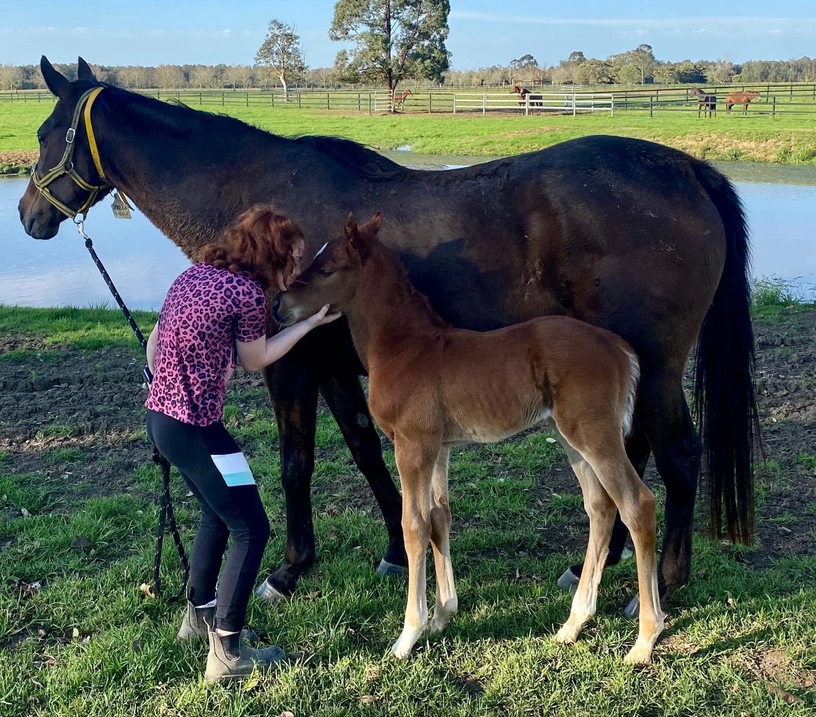 Glenthorne Park Thoroughbreds