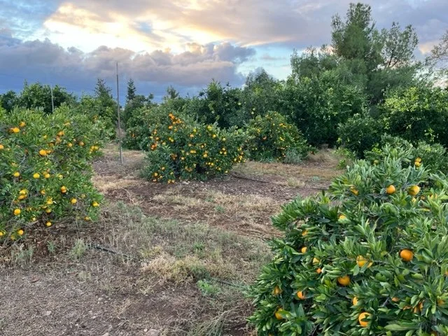 Our Story — Strutz Farm Sloughhouse, California