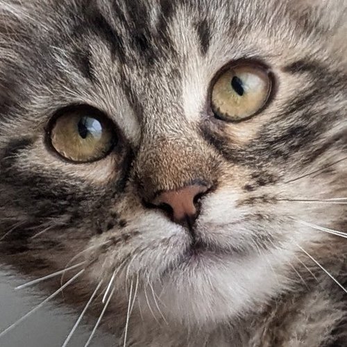 Available Kittens & Cats — Willow Springs, Sibirskaja Cattery