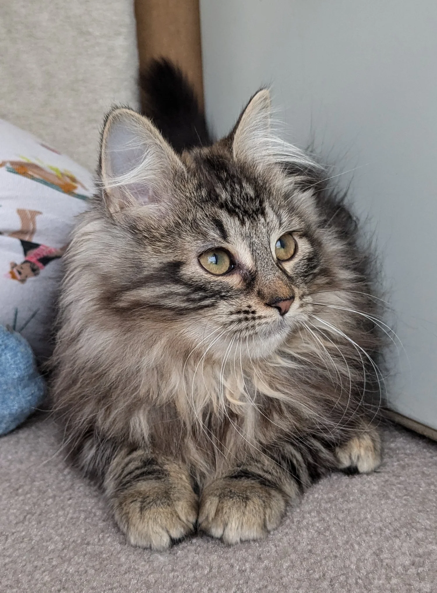 Available Kittens & Cats — Willow Springs, Sibirskaja Cattery