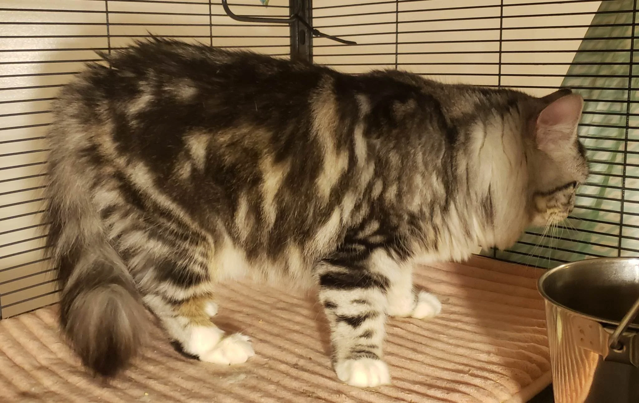 Available Kittens & Cats — Willow Springs, Sibirskaja Cattery