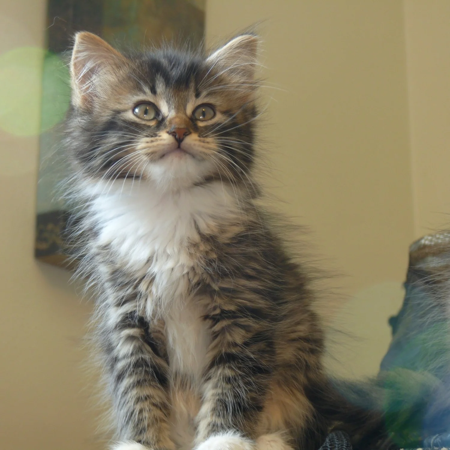 Willow Springs, Sibirskaja Cattery