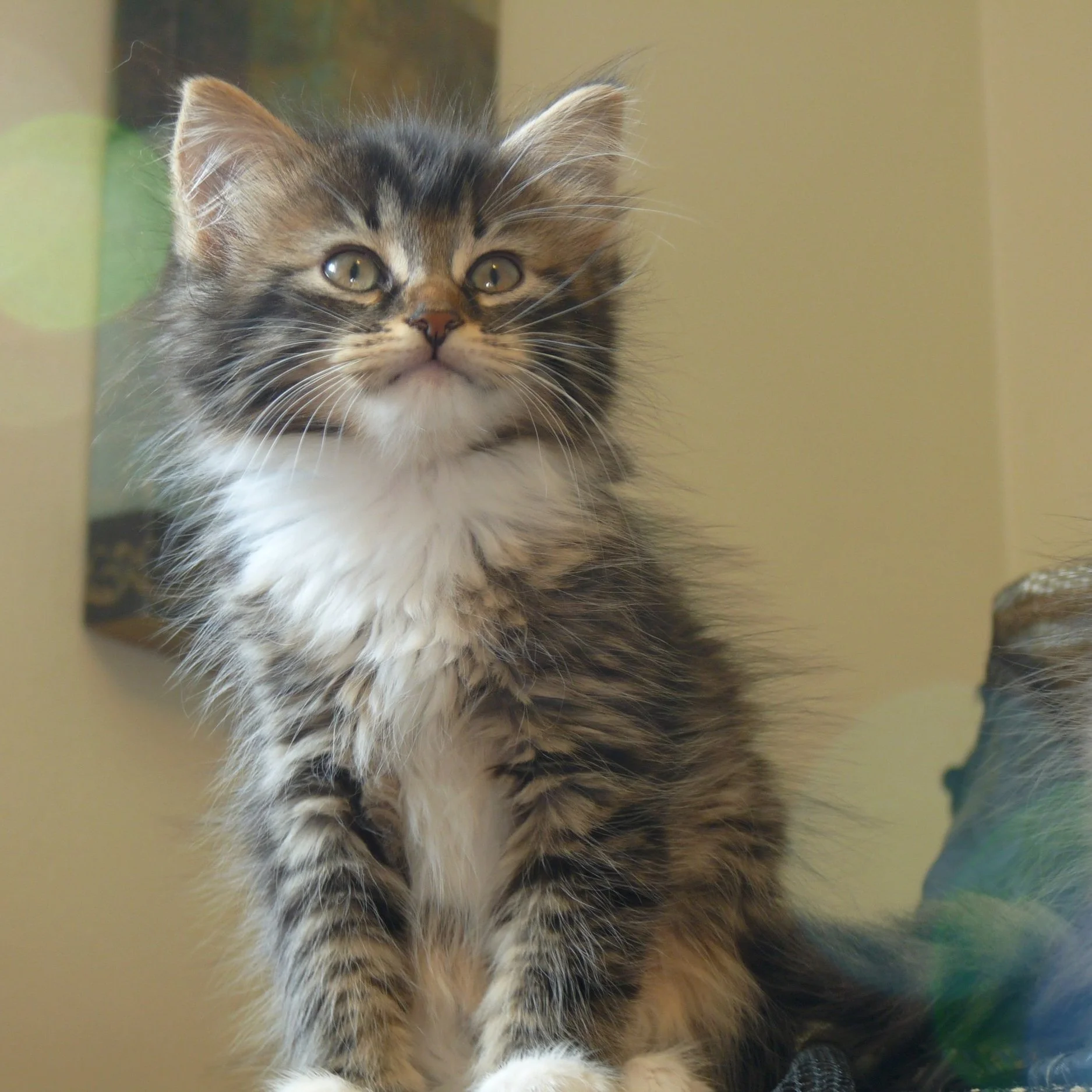 Willow Springs, Sibirskaja Cattery