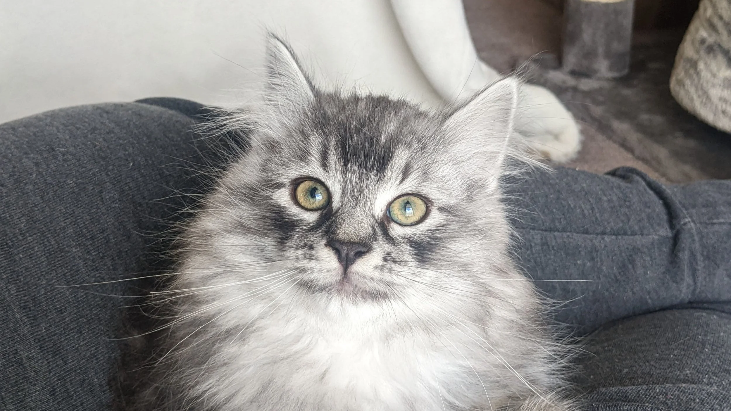 Testimonials — Willow Springs, Sibirskaja Cattery