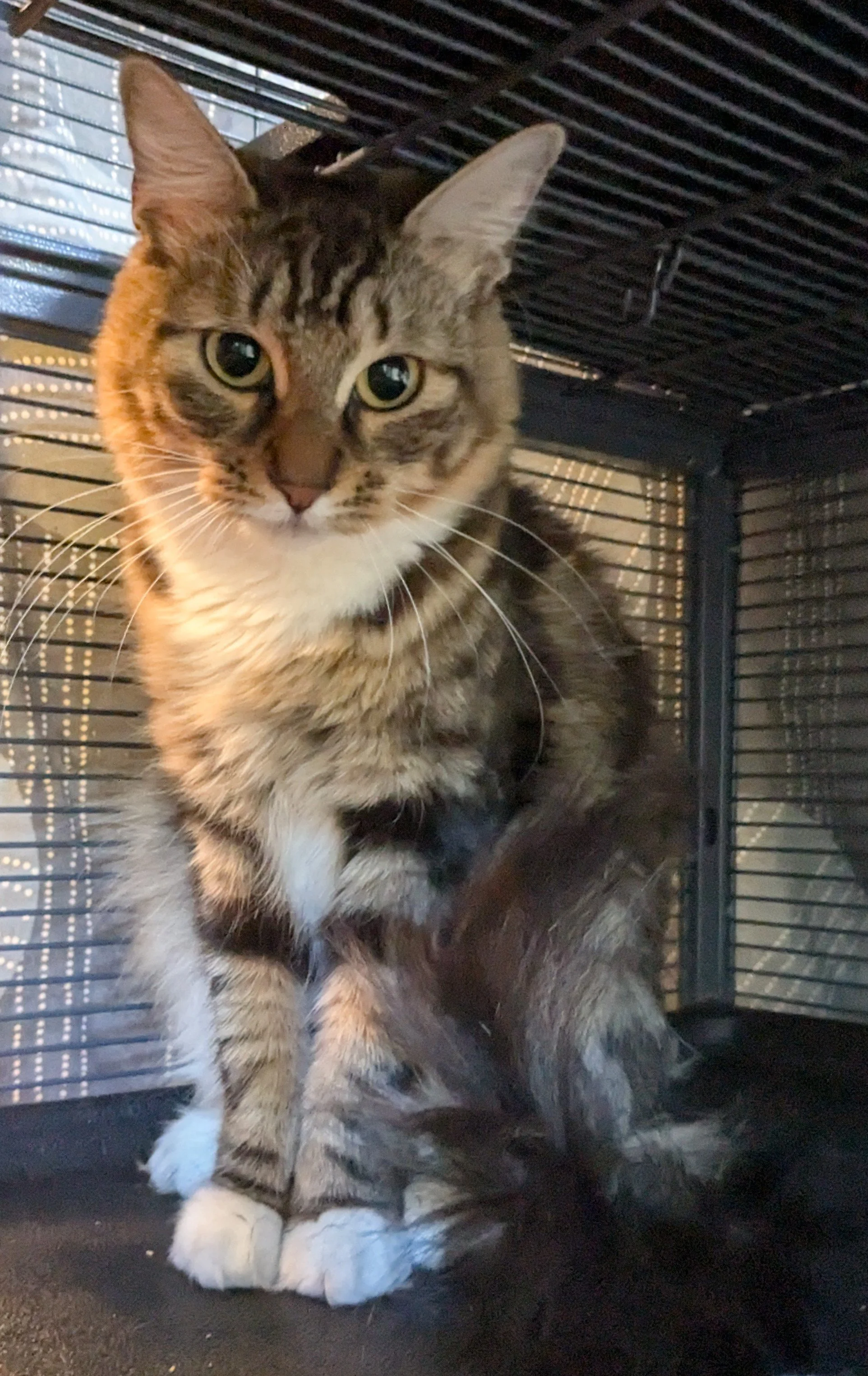 Available Kittens & Cats — Willow Springs, Sibirskaja Cattery