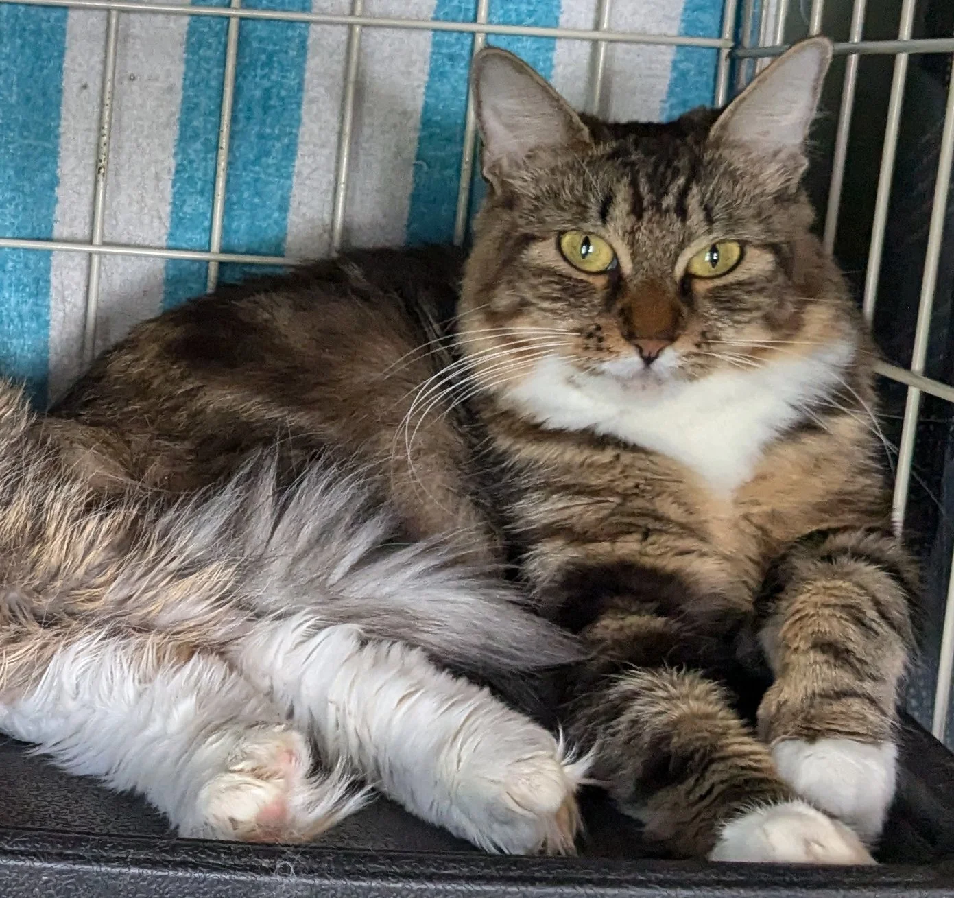 Available Kittens & Cats — Willow Springs, Sibirskaja Cattery