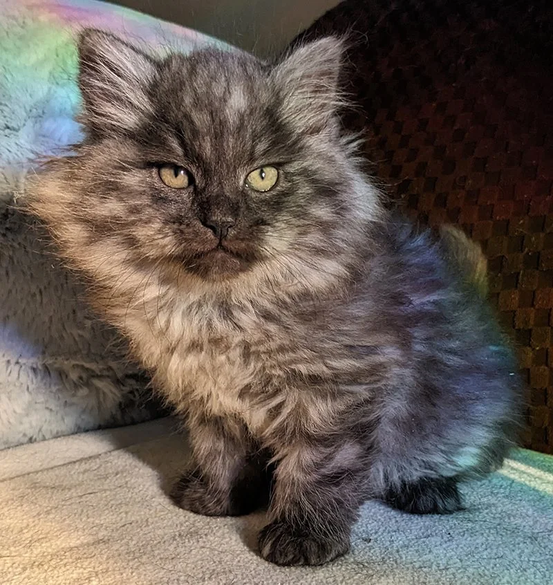 FAQ — Willow Springs, Sibirskaja Cattery