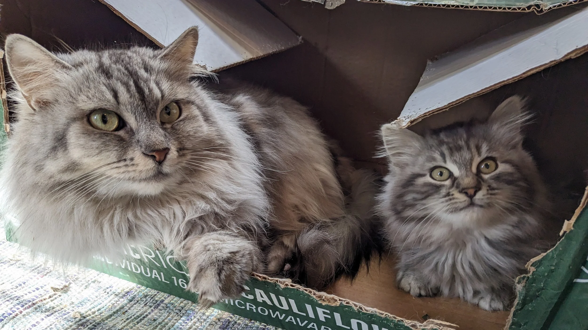 Kings & Queens — Willow Springs, Sibirskaja Cattery