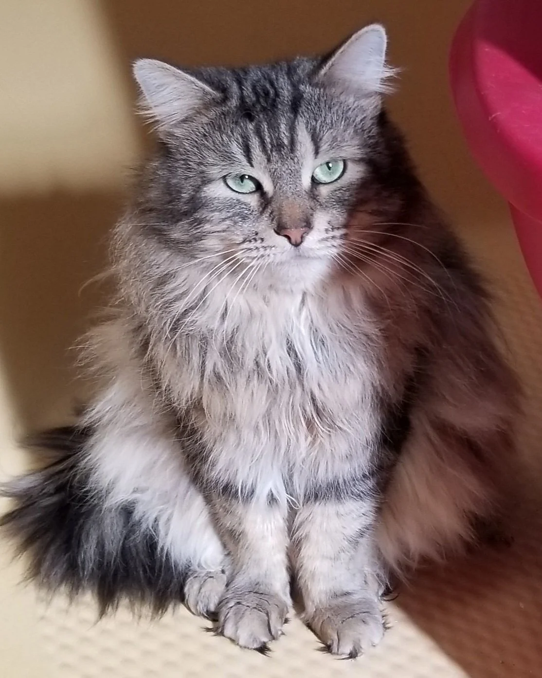 Kings & Queens — Willow Springs, Sibirskaja Cattery