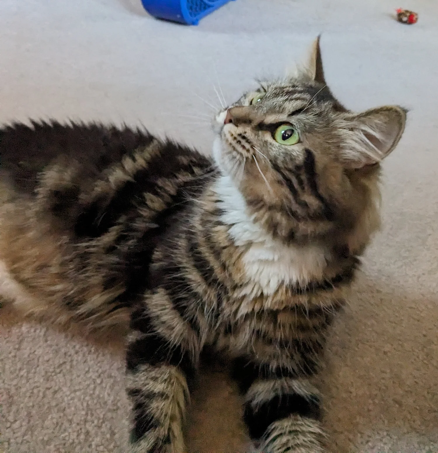 Available Kittens & Cats — Willow Springs, Sibirskaja Cattery