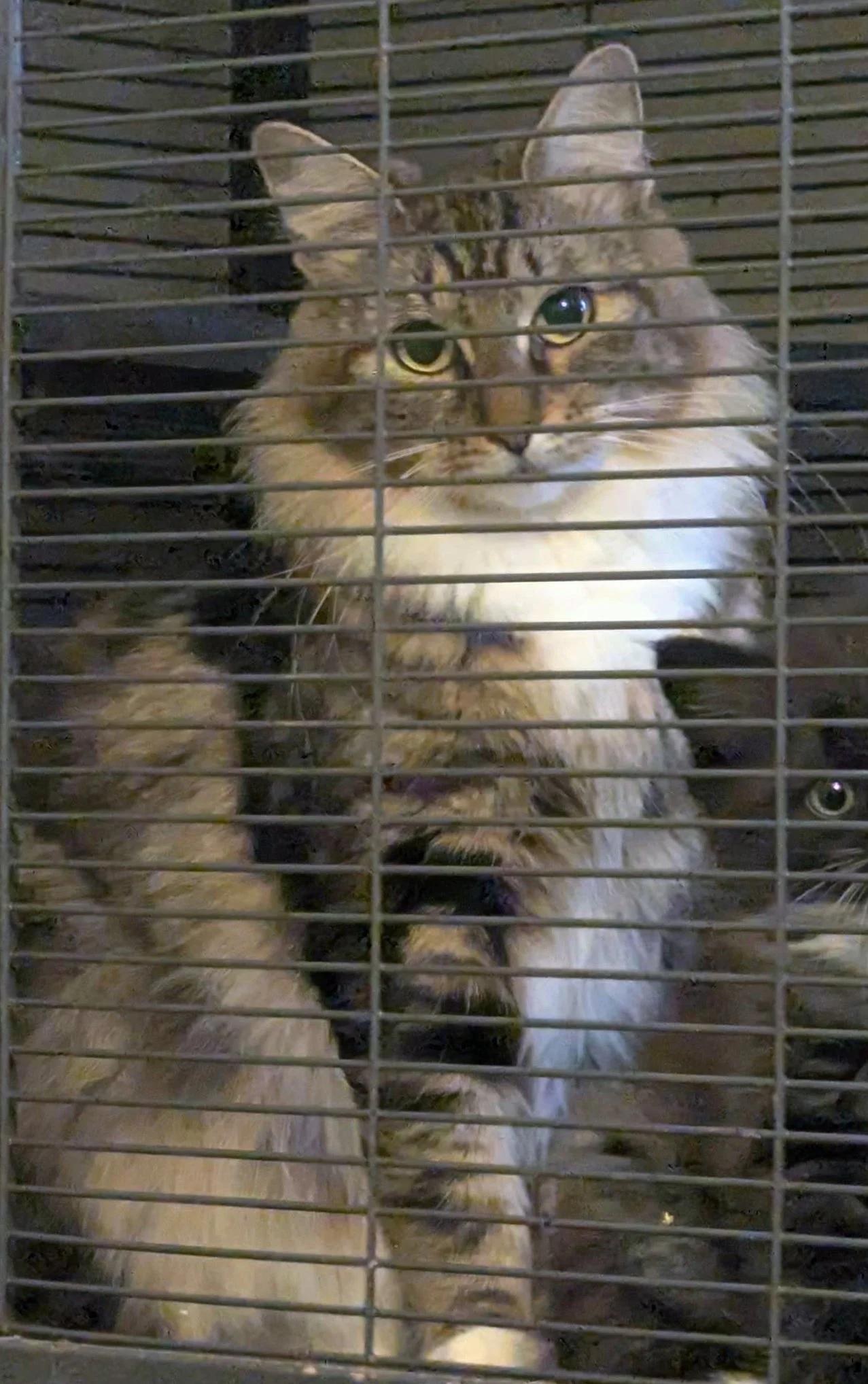Available Kittens & Cats — Willow Springs, Sibirskaja Cattery
