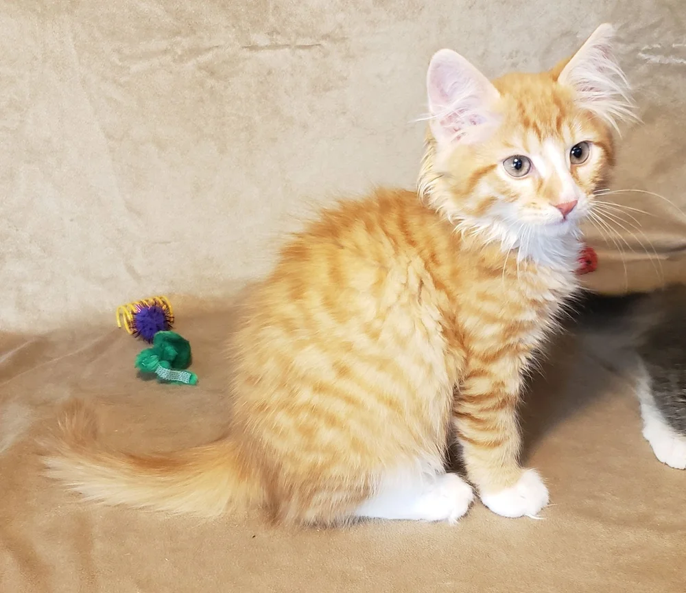 Adopted Kittens & Cats — Willow Springs, Sibirskaja Cattery