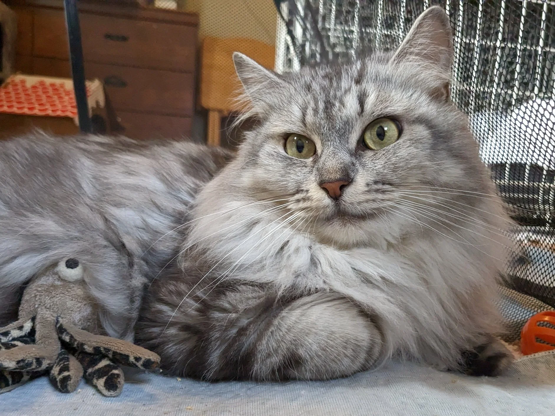 Kings & Queens — Willow Springs, Sibirskaja Cattery