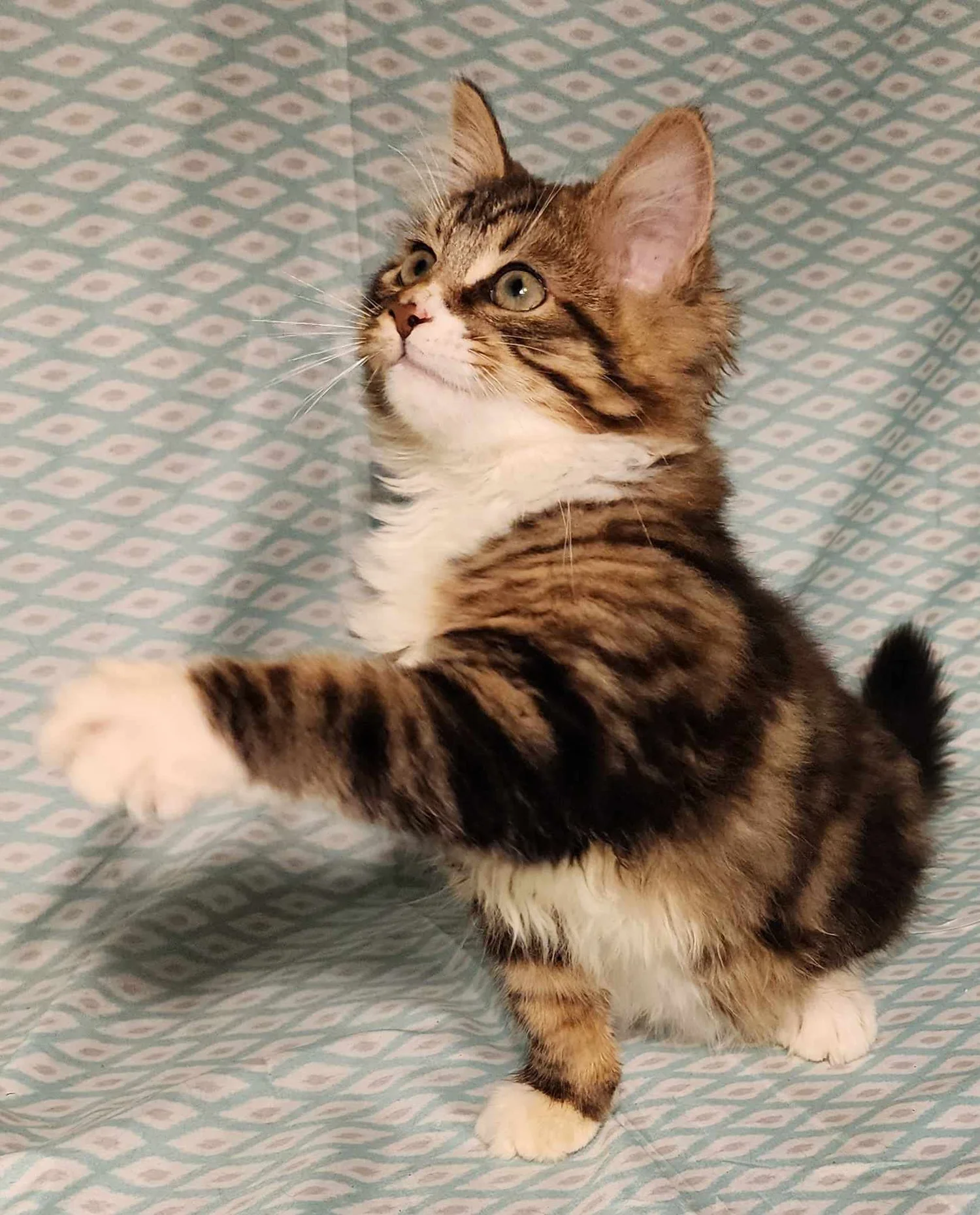 Available Kittens & Cats — Willow Springs, Sibirskaja Cattery
