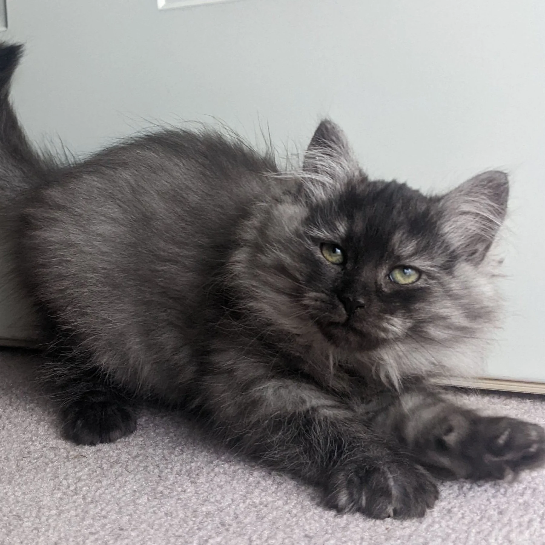 Willow Springs, Sibirskaja Cattery