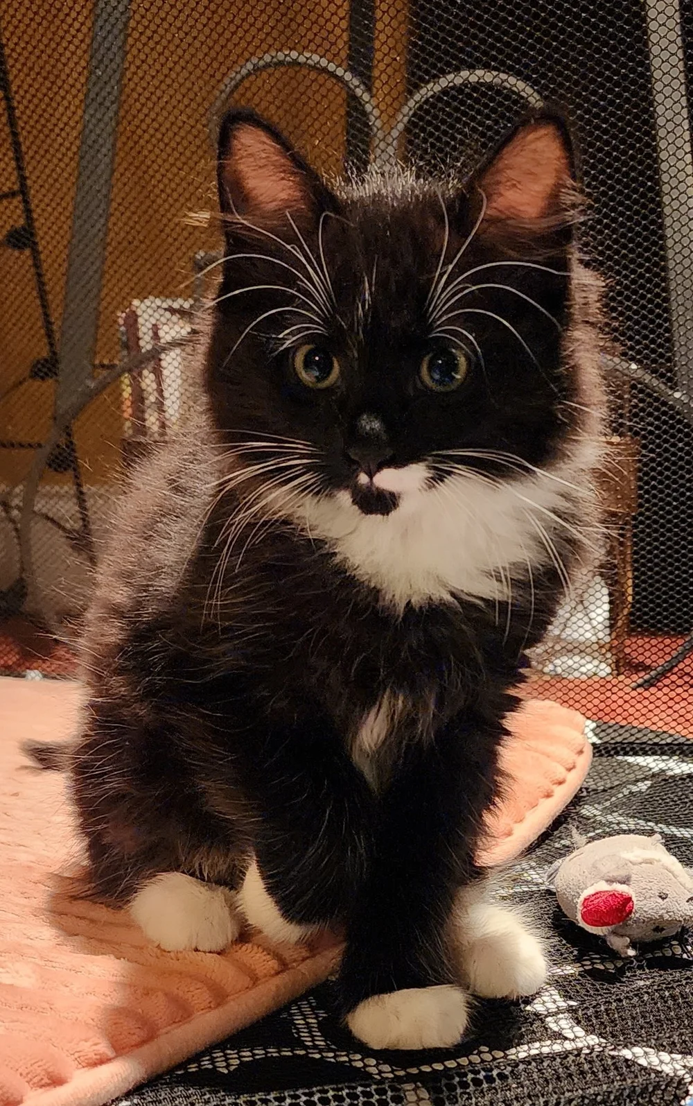 Adopted Kittens & Cats — Willow Springs, Sibirskaja Cattery