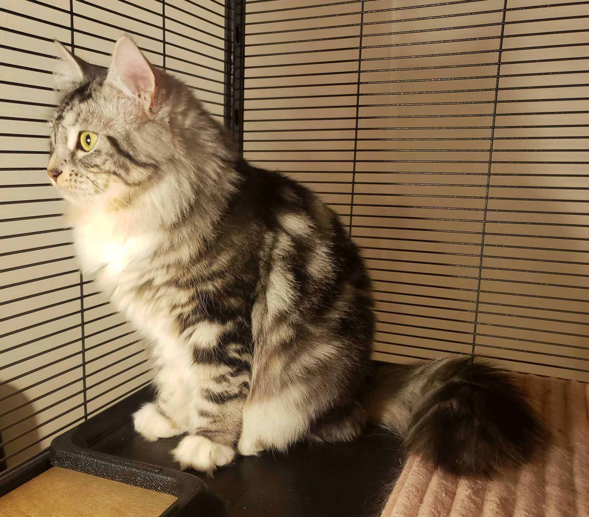 Available Kittens & Cats — Willow Springs, Sibirskaja Cattery