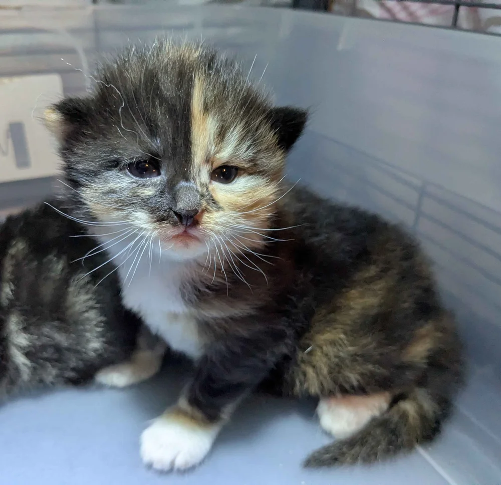 Available Kittens & Cats — Willow Springs, Sibirskaja Cattery