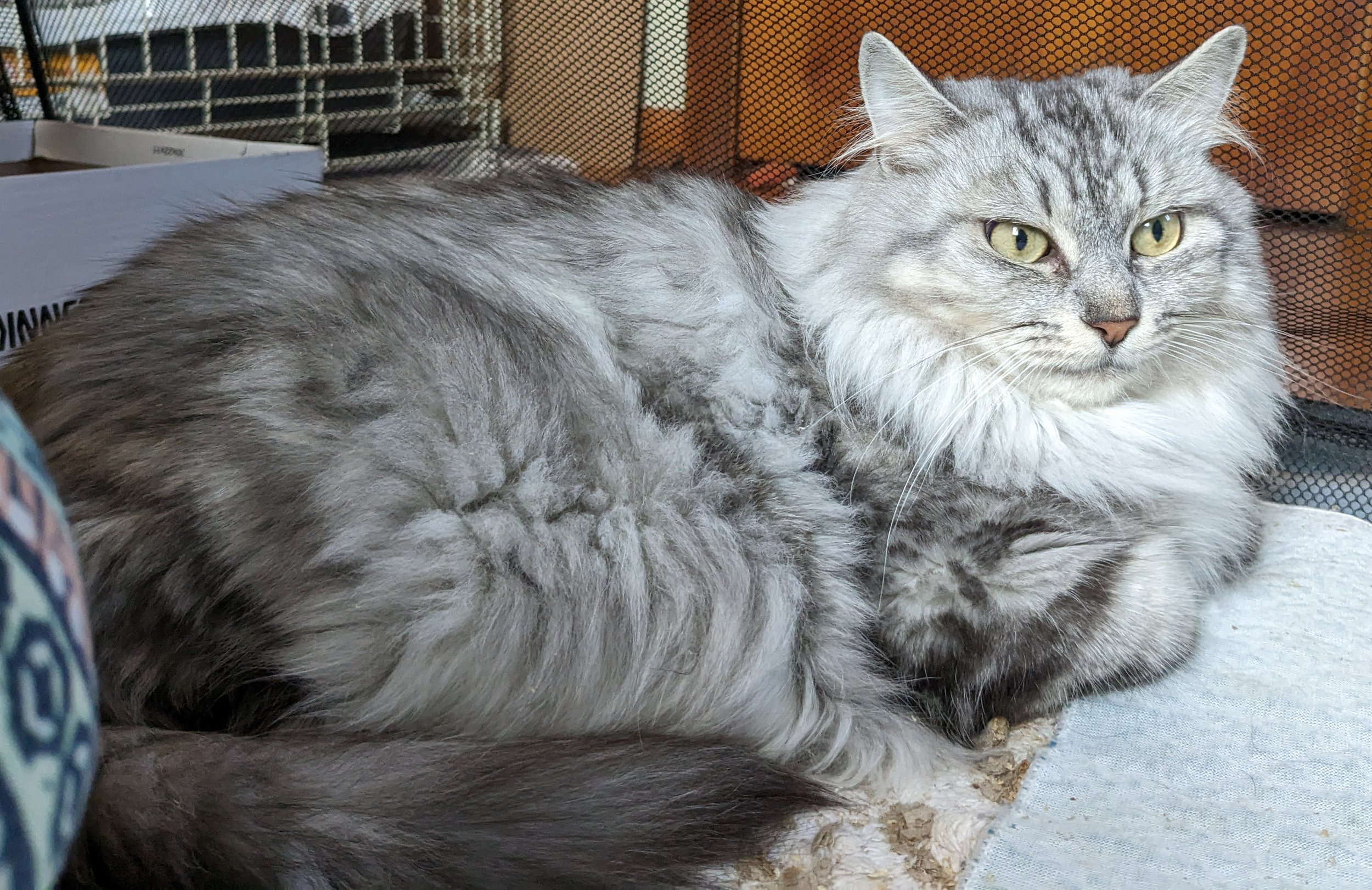 Available Kittens & Cats — Willow Springs, Sibirskaja Cattery