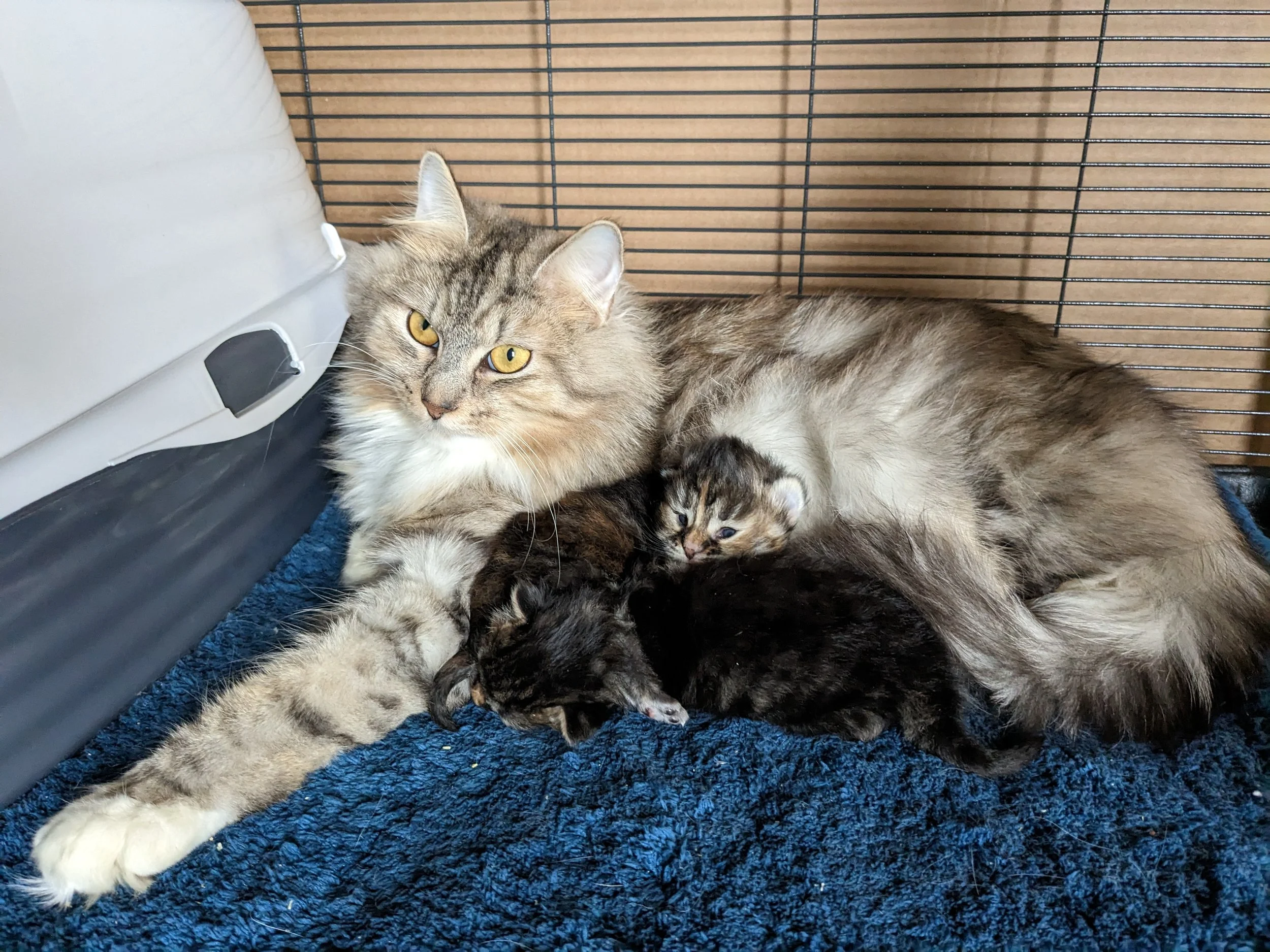 Available Kittens & Cats — Willow Springs, Sibirskaja Cattery
