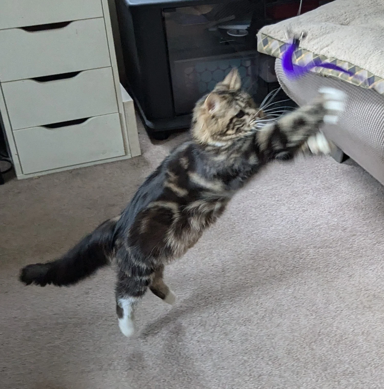Available Kittens & Cats — Willow Springs, Sibirskaja Cattery