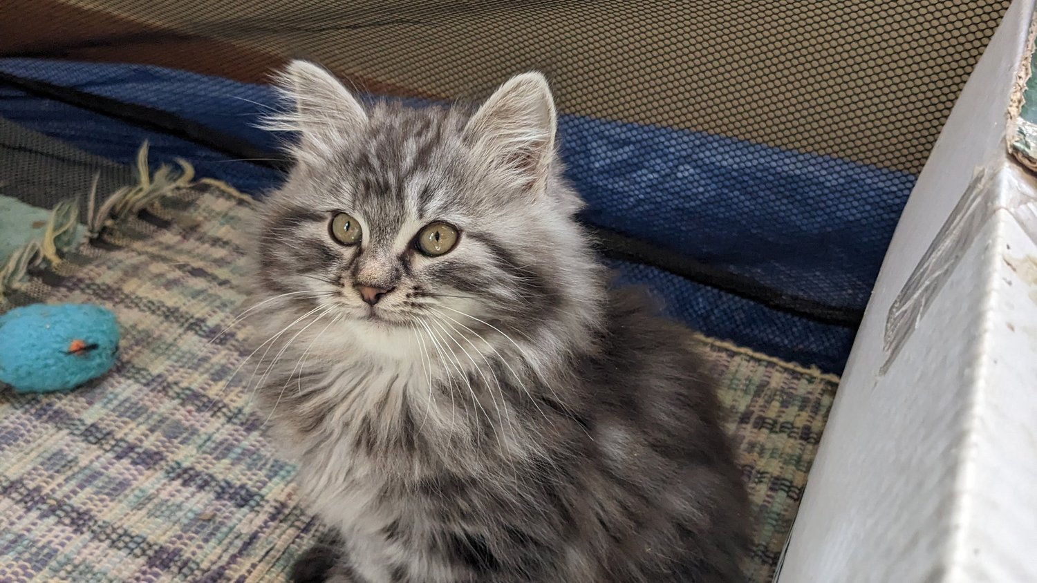Gallery 1 — Willow Springs, Sibirskaja Cattery