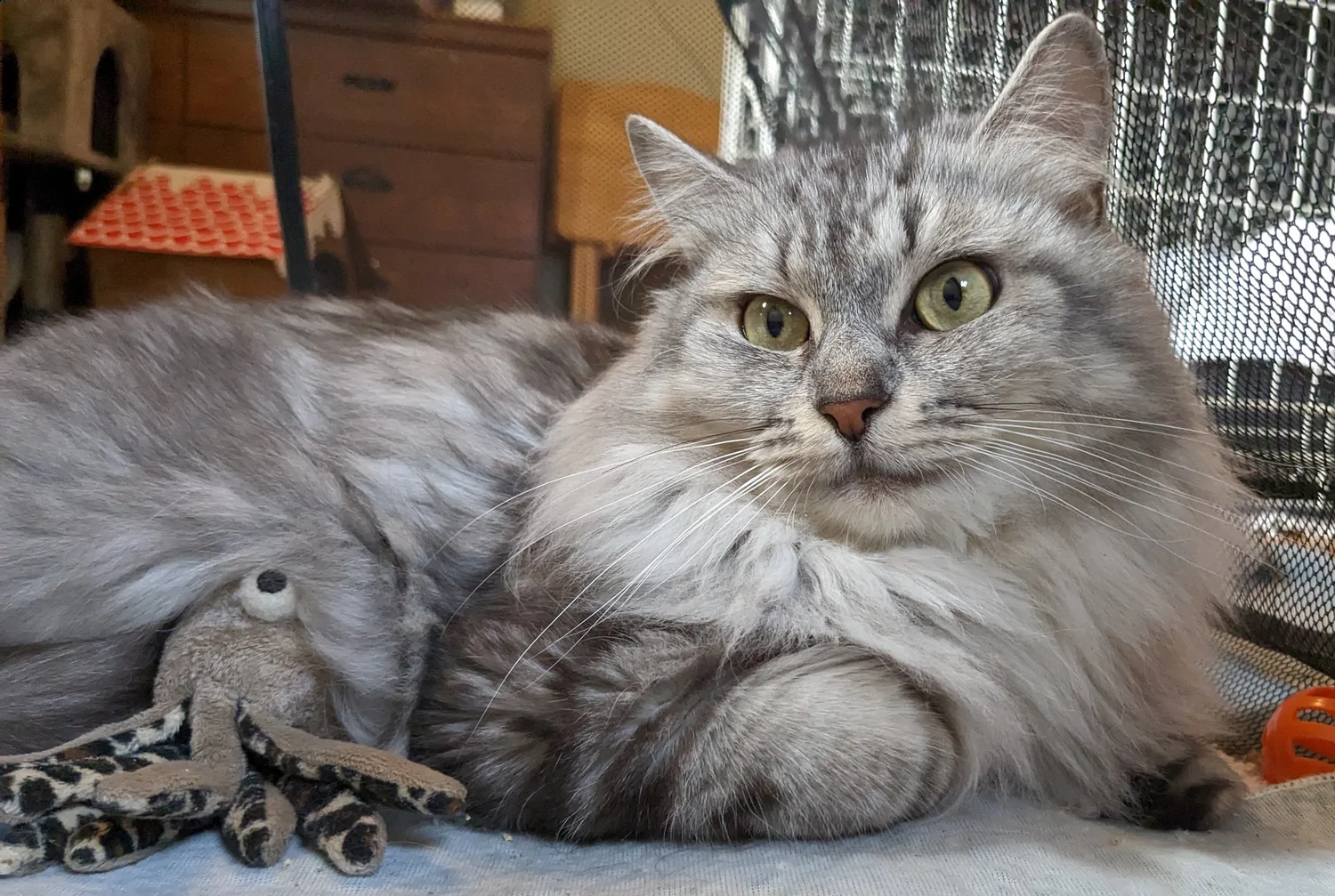 Available Kittens & Cats — Willow Springs, Sibirskaja Cattery