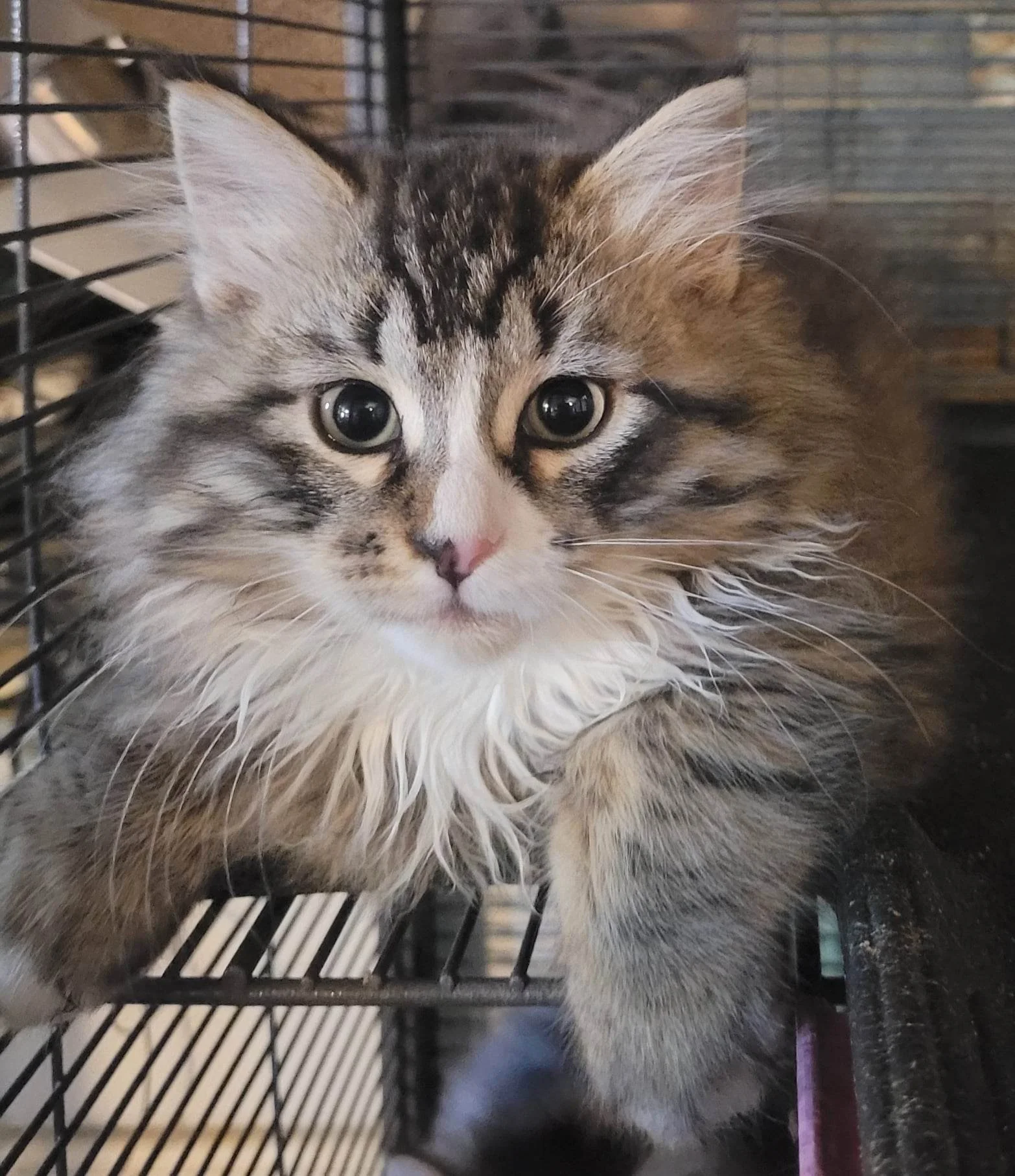Adopted Kittens & Cats — Willow Springs, Sibirskaja Cattery