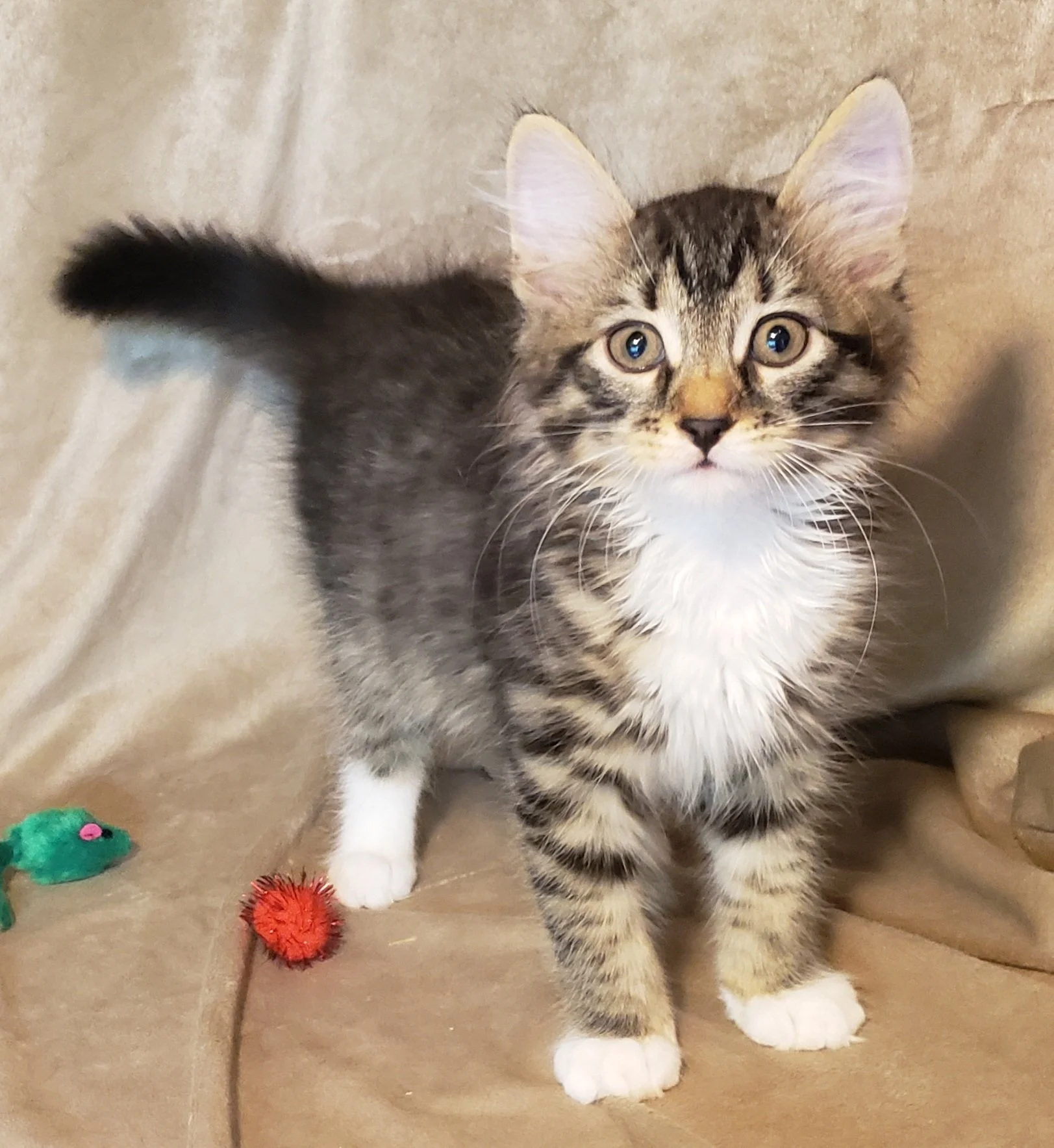 Adopted Kittens & Cats — Willow Springs, Sibirskaja Cattery