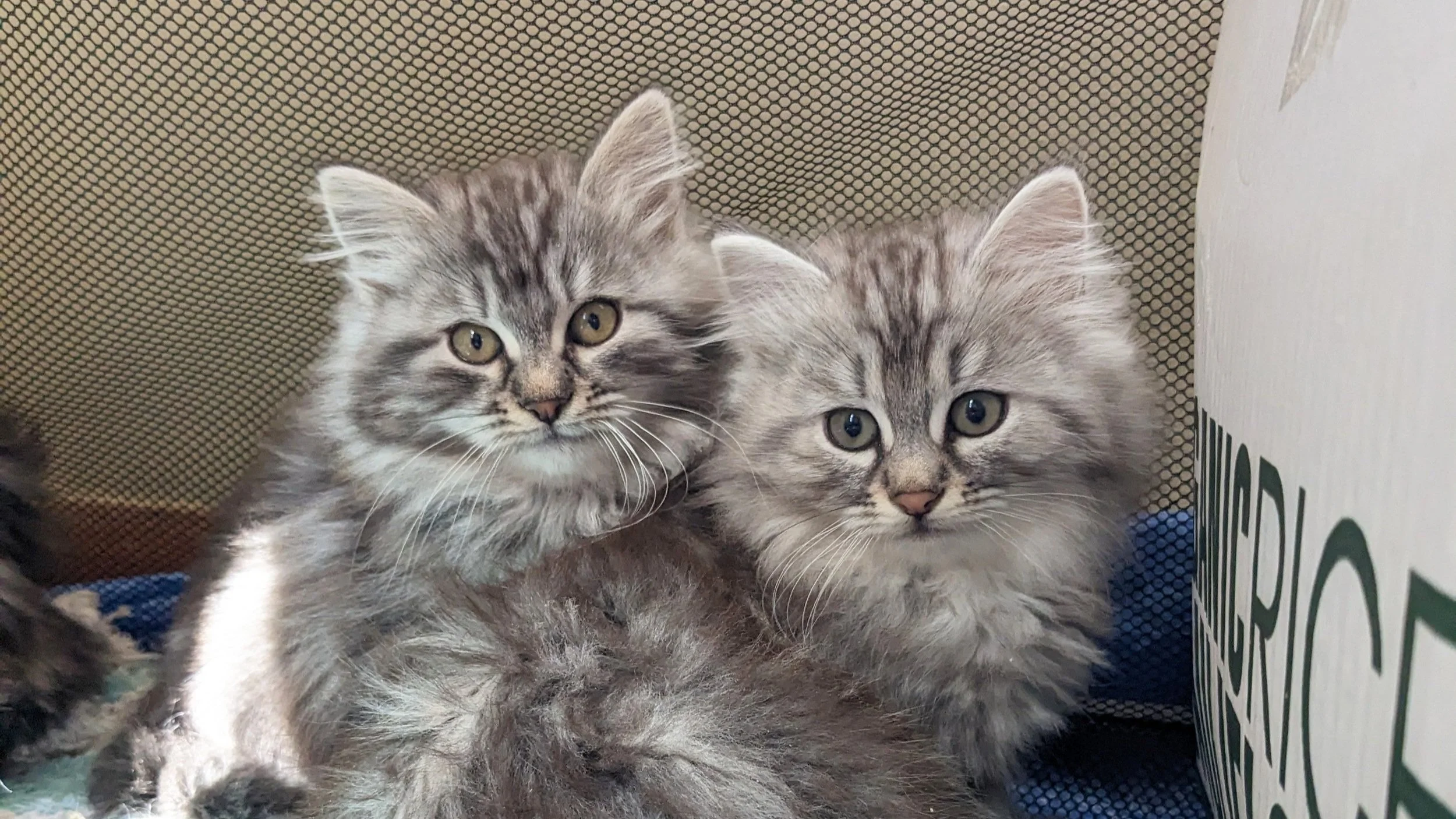 Allergy Help — Willow Springs, Sibirskaja Cattery