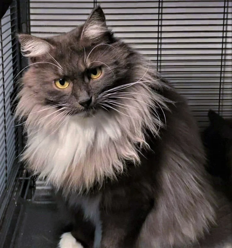 Available Kittens & Cats — Willow Springs, Sibirskaja Cattery