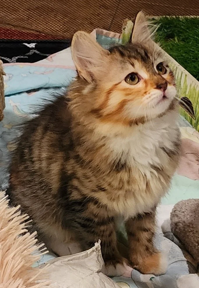 Adopted Kittens & Cats — Willow Springs, Sibirskaja Cattery