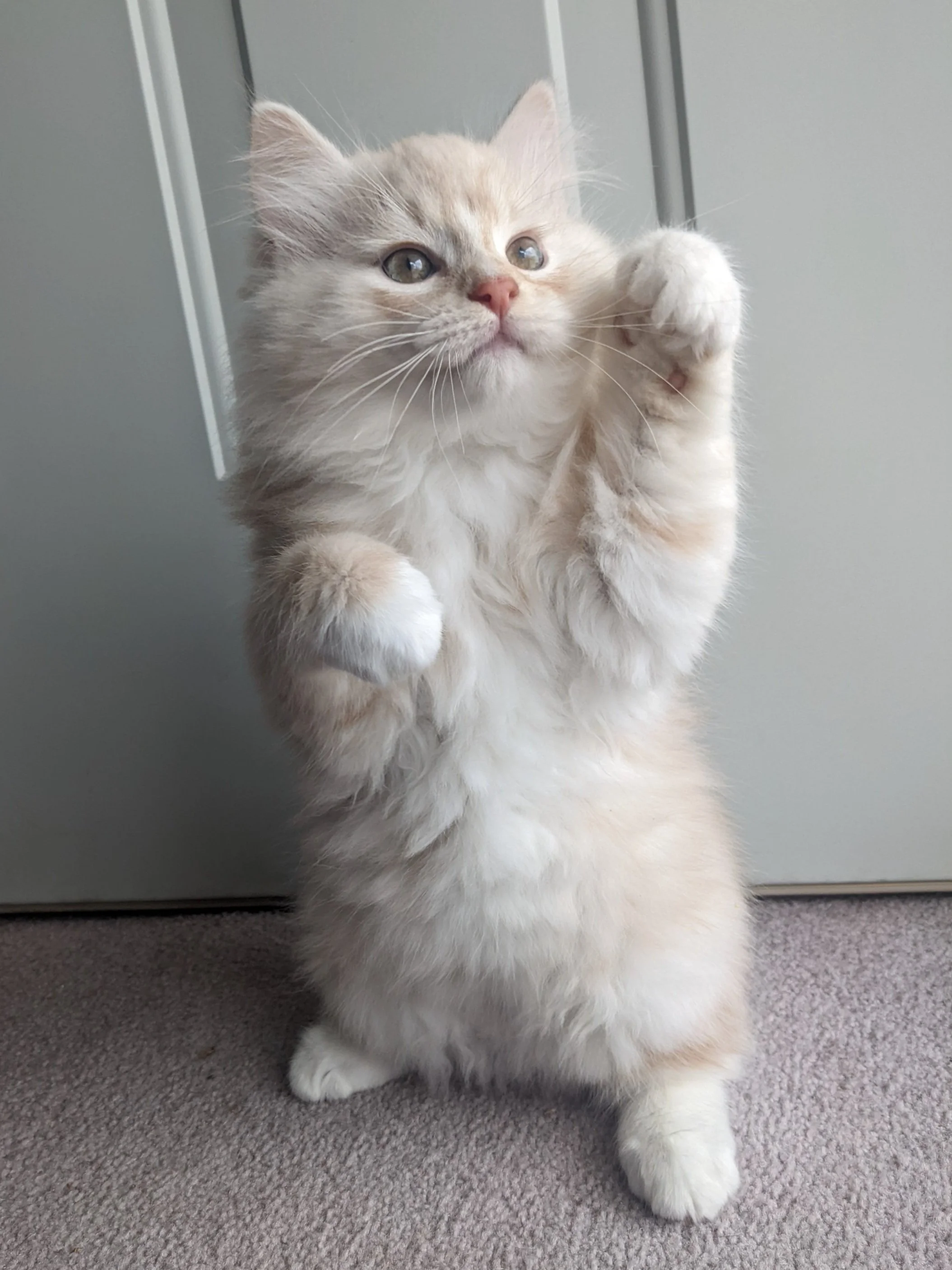 Willow Springs, Sibirskaja Cattery