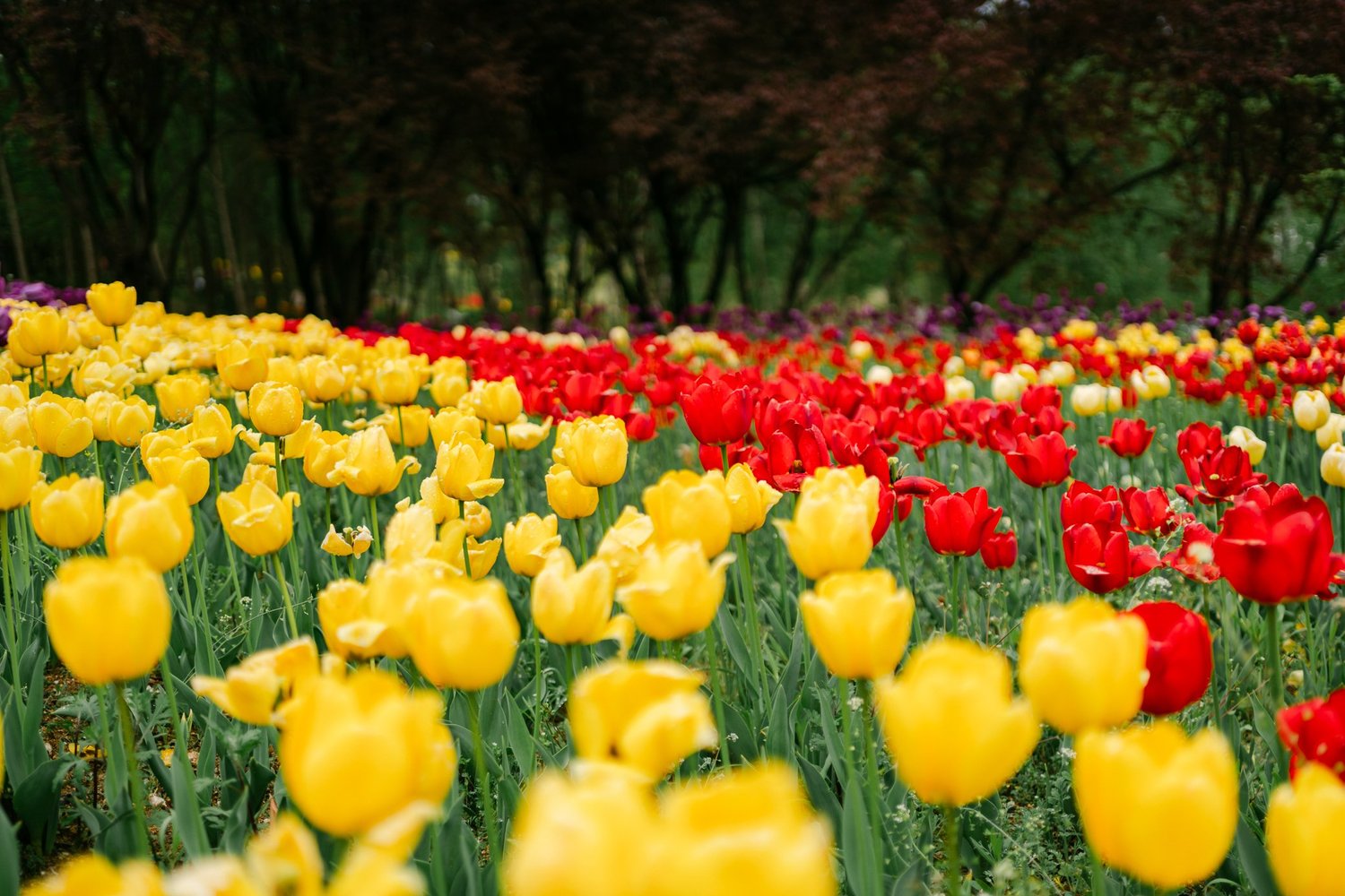 Spring at Pinnacle Land in Asan — Erin Henderson