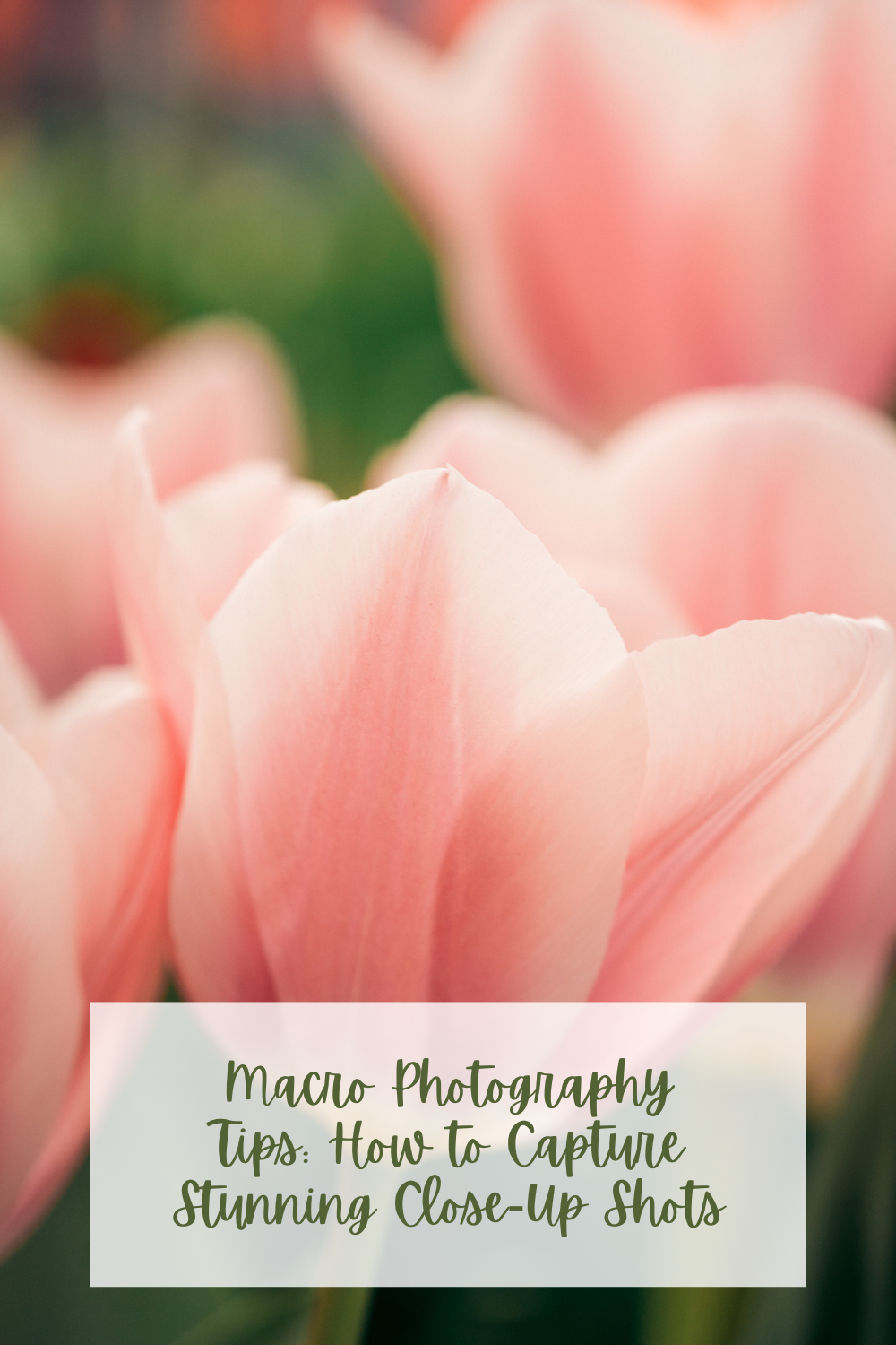 Macro photography tips: How to capture stunning close-up shots — Erin ...